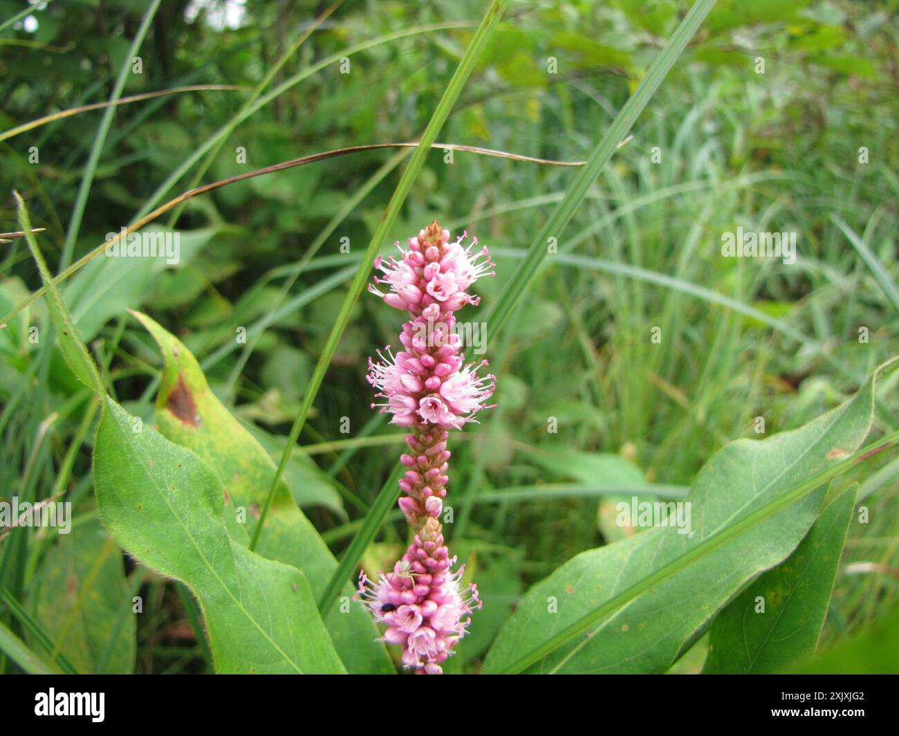 longroot smartweed (Persicaria amphibia emersa) Plantae Stock Photo - Alamy
