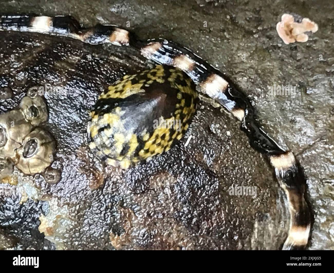 True Limpets (Patellogastropoda) Mollusca Stock Photo - Alamy
