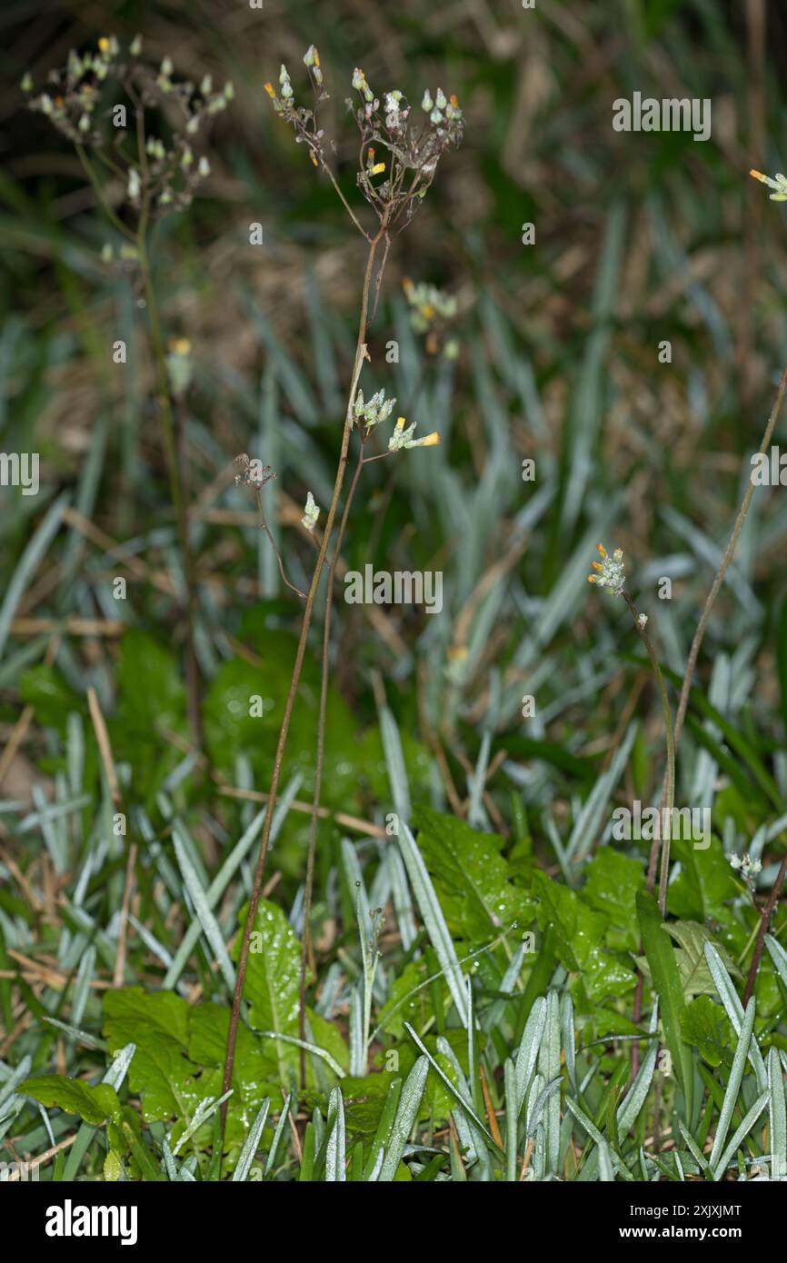 Oriental false hawksbeard (Youngia japonica) Plantae Stock Photo - Alamy