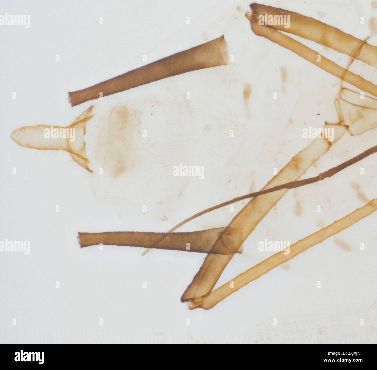 Grain Aphid (Sitobion fragariae) Insecta Stock Photo - Alamy