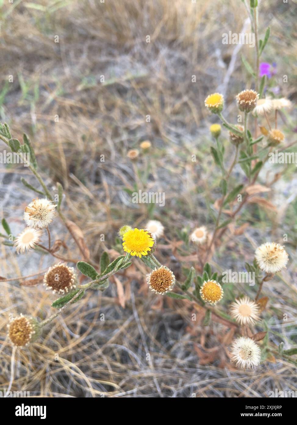 Spanish False Fleabane (Pulicaria paludosa) Plantae Stock Photo - Alamy