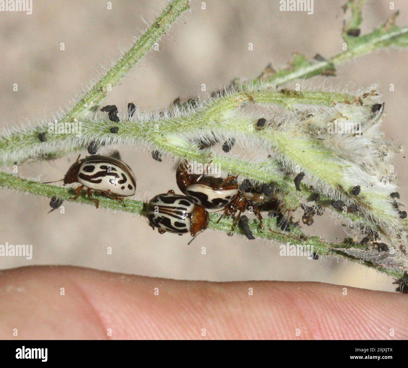 Ambrosia Leaf Beetle (Calligrapha tortuosa) Insecta Stock Photo - Alamy
