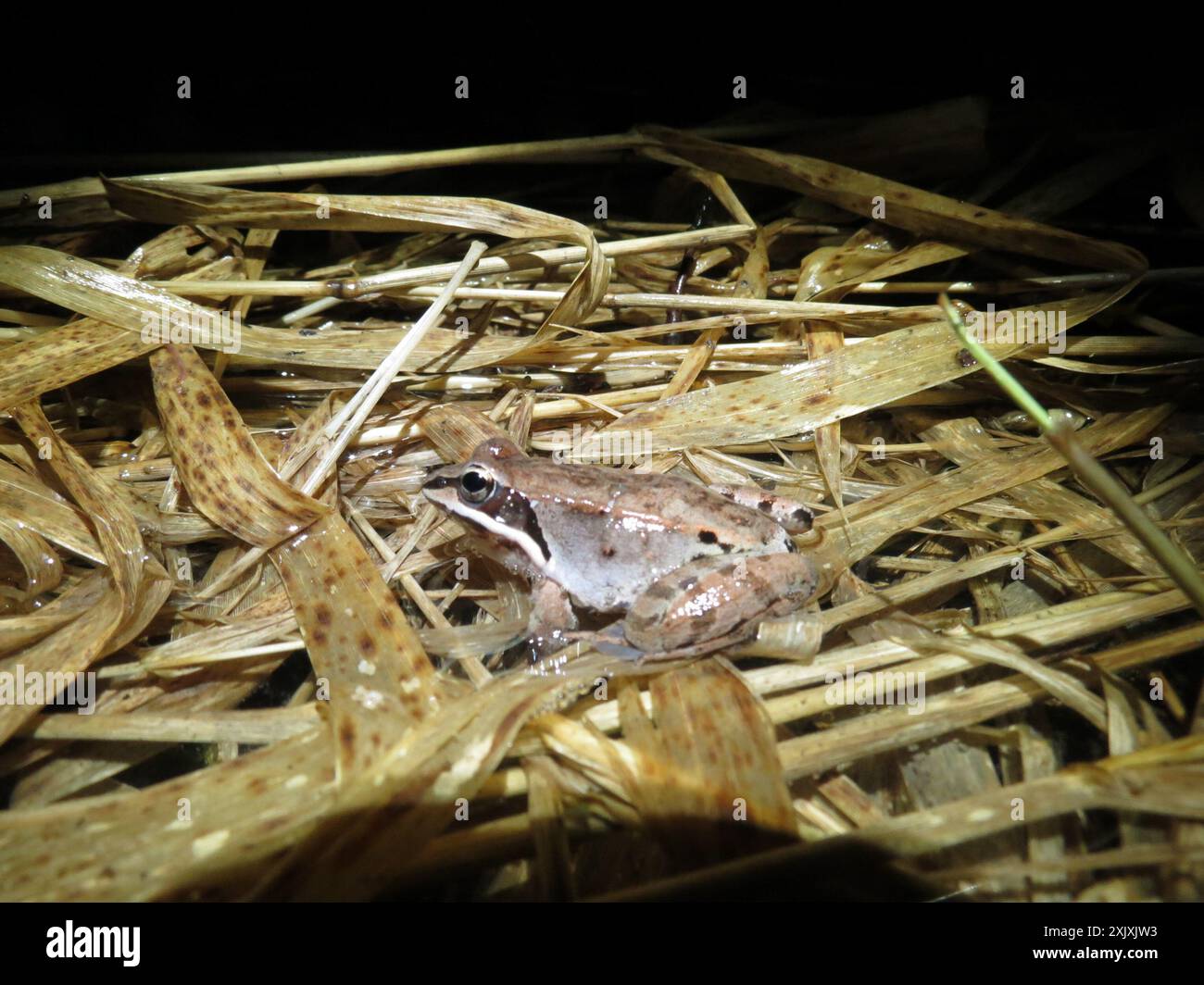 Wood Frog (Lithobates sylvaticus) Amphibia Stock Photo - Alamy
