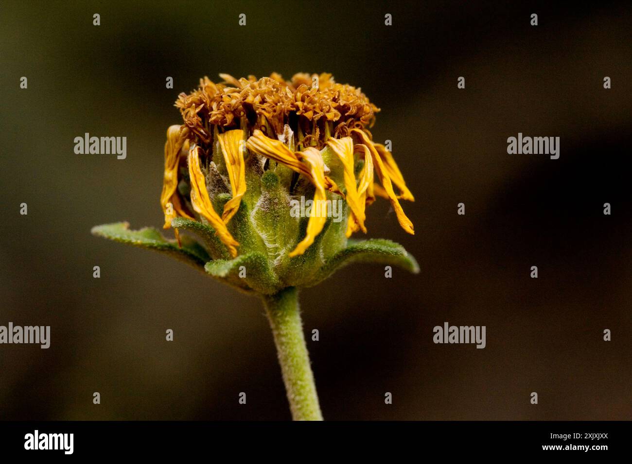 Shortleaf Jefea (Jefea brevifolia) Plantae Stock Photo - Alamy