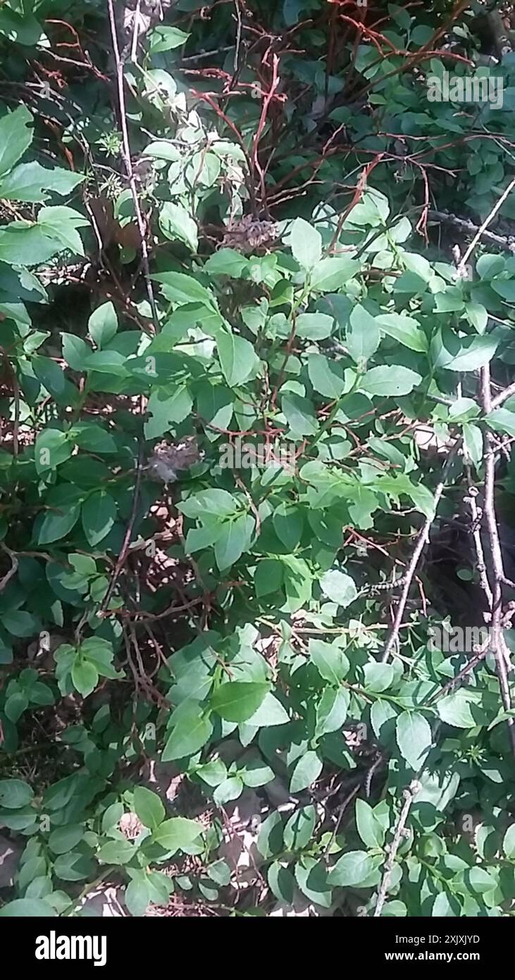 common bilberry (Vaccinium myrtillus) Plantae Stock Photo - Alamy