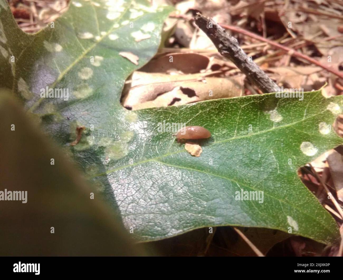 Smooth Land Slugs (Deroceras) Mollusca Stock Photo - Alamy