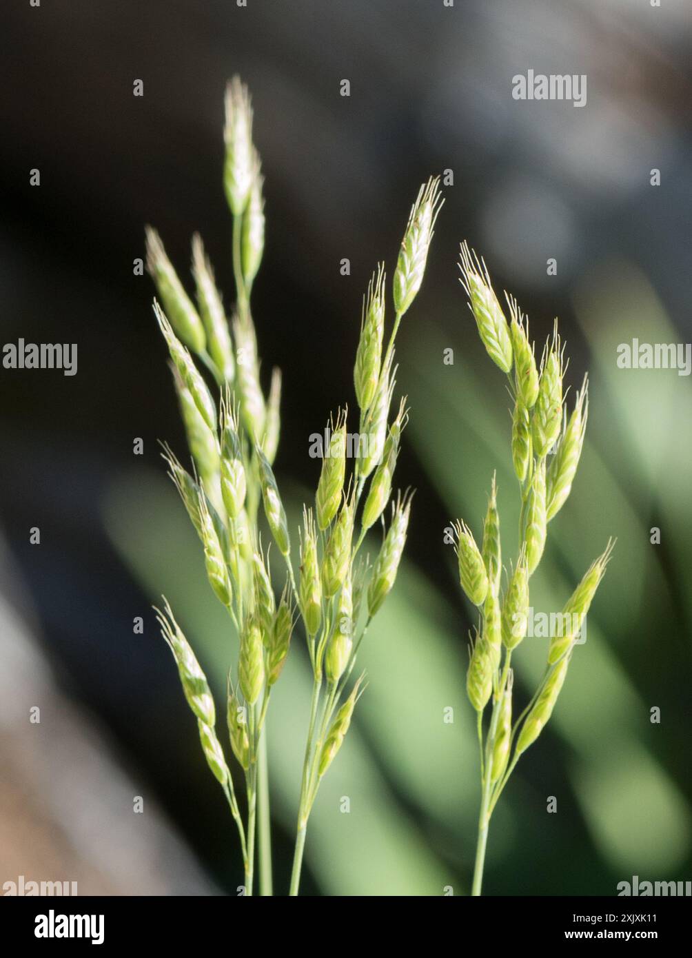 common soft brome (Bromus hordeaceus) Plantae Stock Photo - Alamy