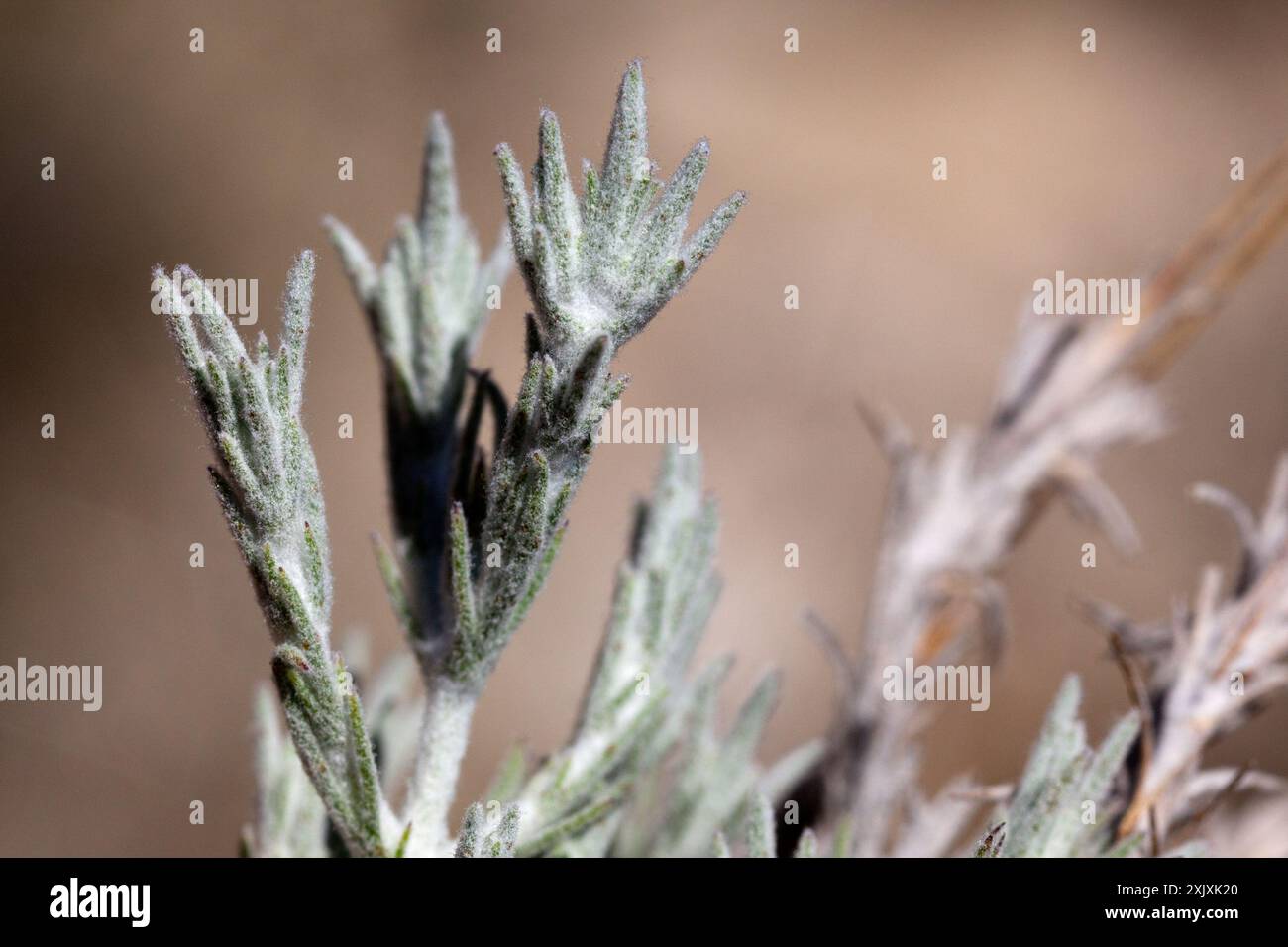 (Thymophylla setifolia greggii) Plantae Stock Photo - Alamy