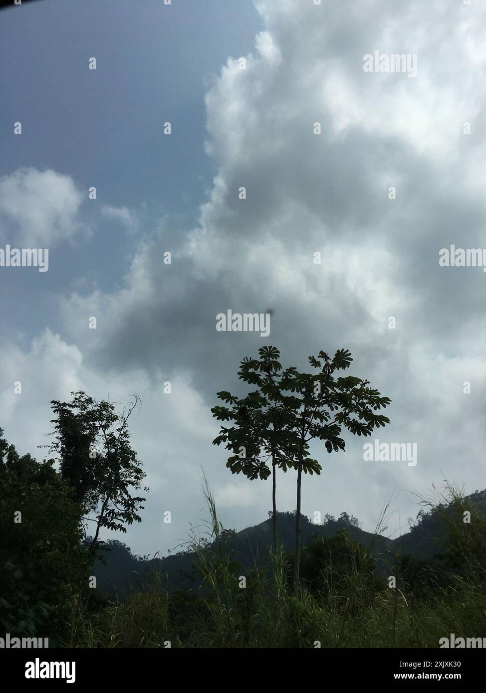trumpet-tree (Cecropia obtusifolia) Plantae Stock Photo - Alamy