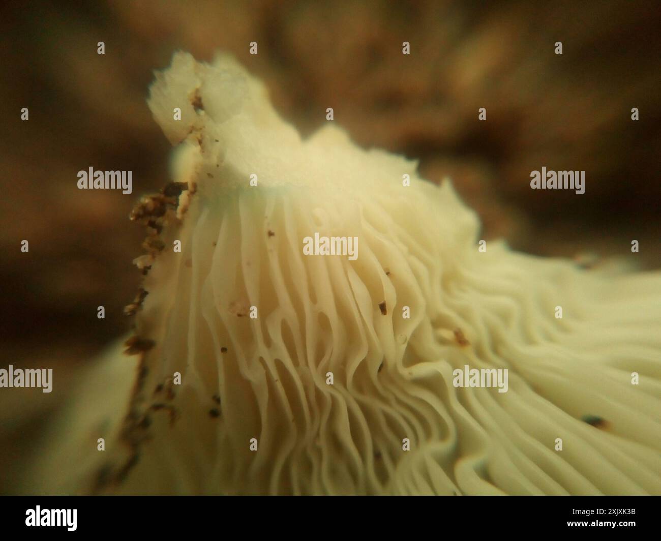 Russula brevipes hi-res stock photography and images - Alamy
