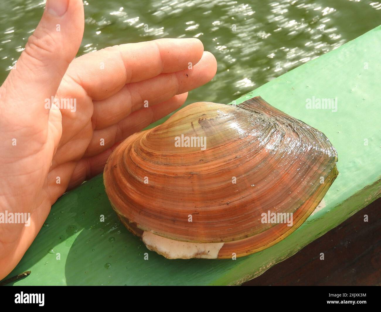 Chinese Pond Mussel (Sinanodonta woodiana) Mollusca Stock Photo - Alamy