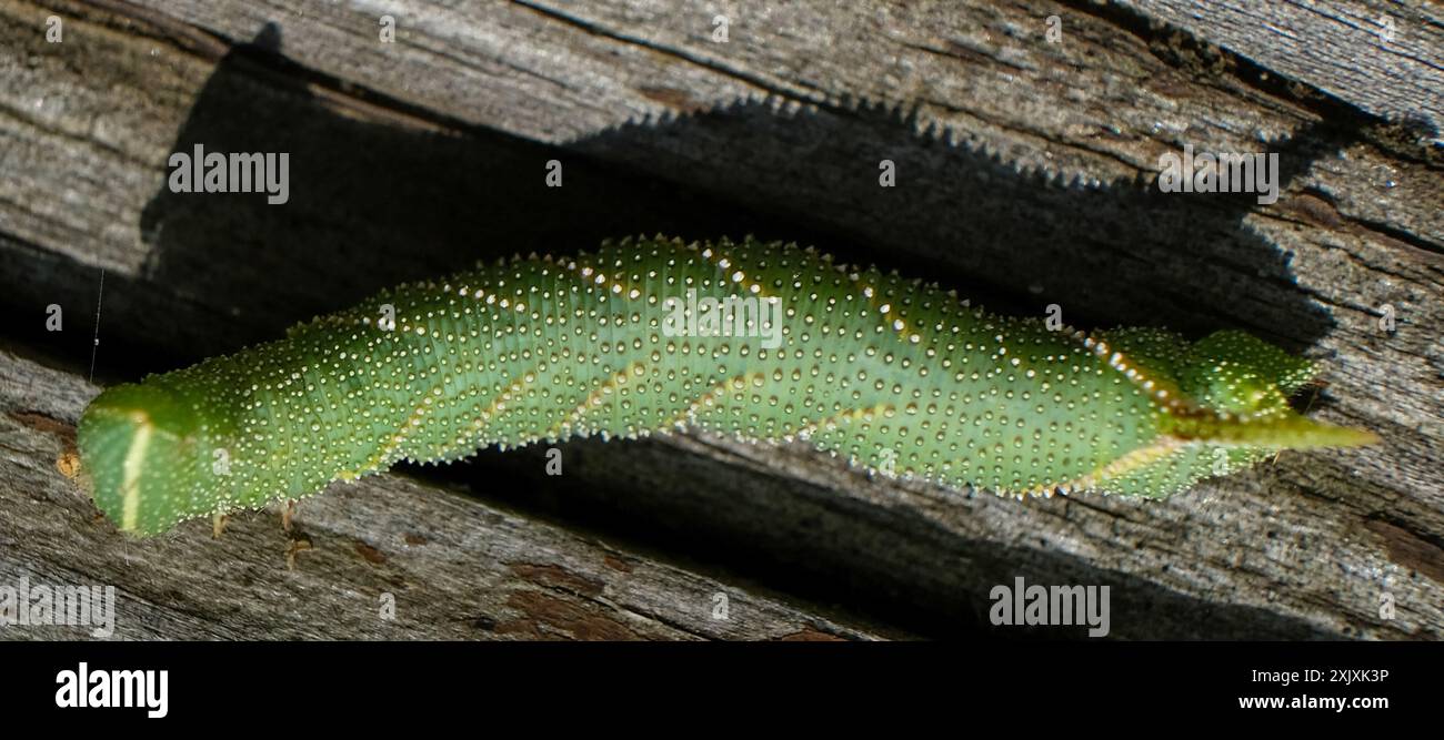 Walnut Sphinx (Amorpha juglandis) Insecta Stock Photo - Alamy