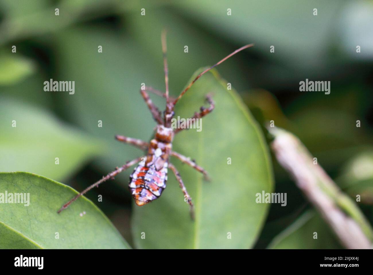 Common Assassin Bug (Pristhesancus plagipennis) Insecta Stock Photo - Alamy