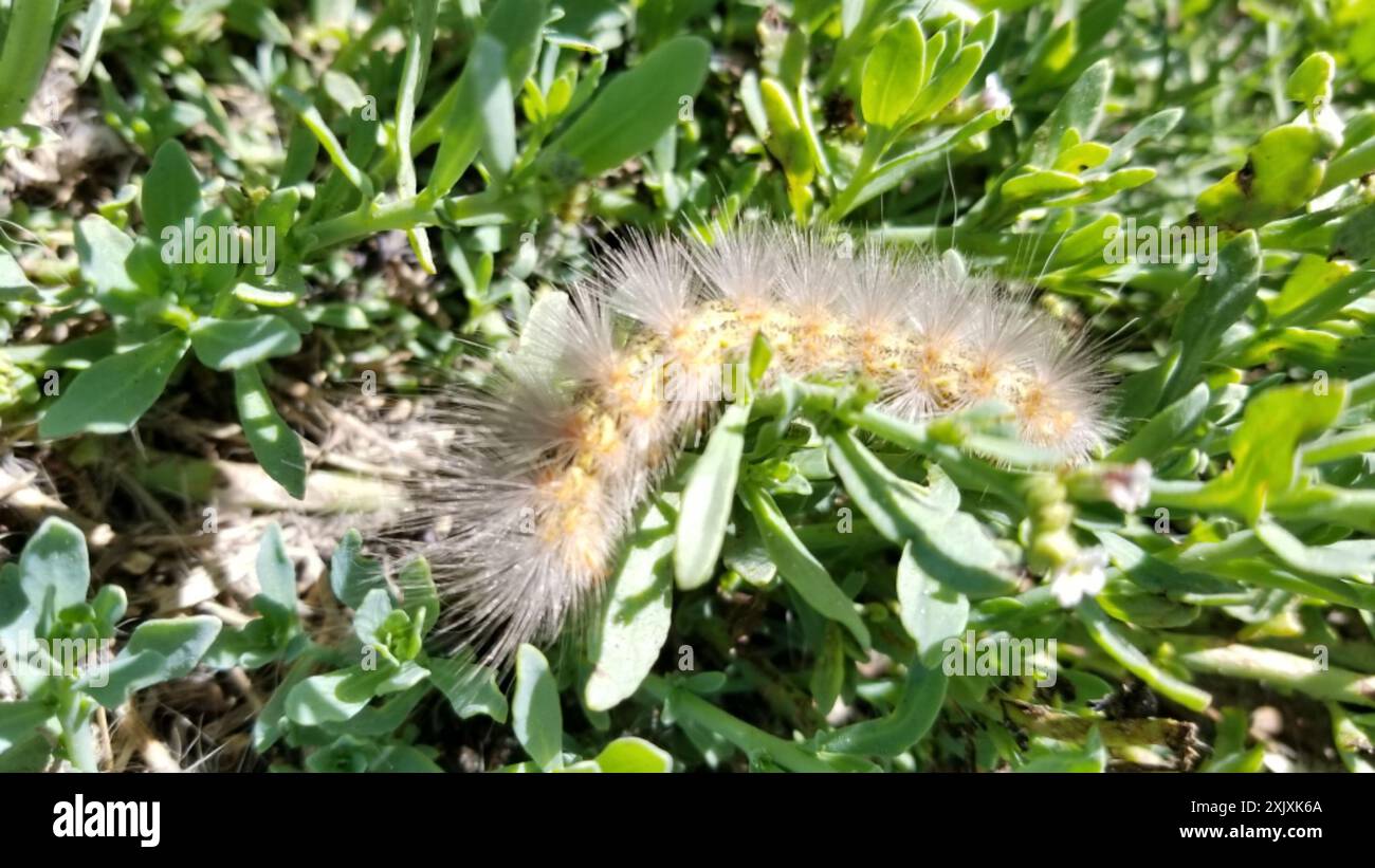 Salt Marsh Moth (Estigmene acrea) Insecta Stock Photo - Alamy