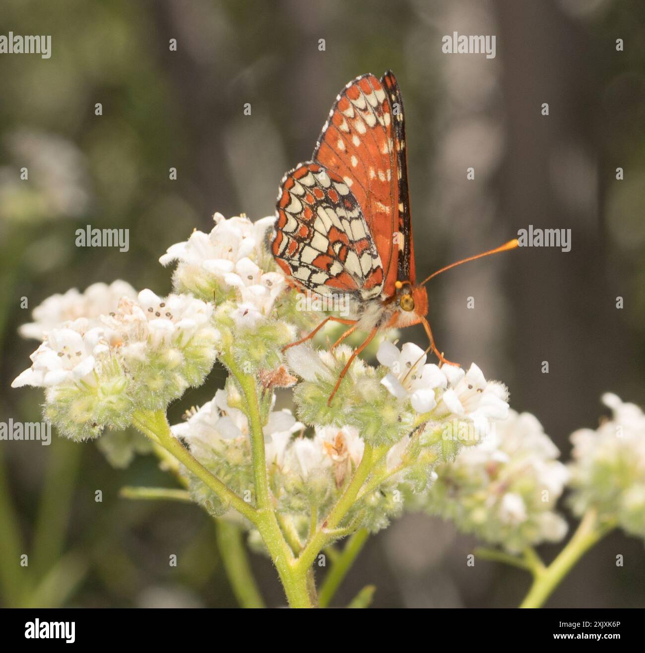 Variable Checkerspot (Euphydryas chalcedona) Insecta Stock Photo - Alamy