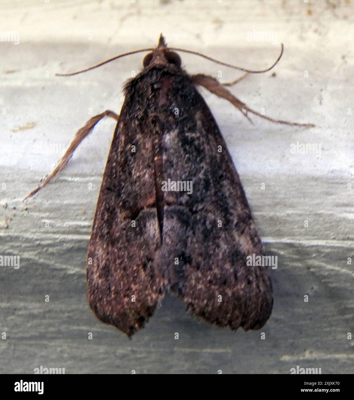 Green Cloverworm Moth (Hypena scabra) Insecta Stock Photo - Alamy