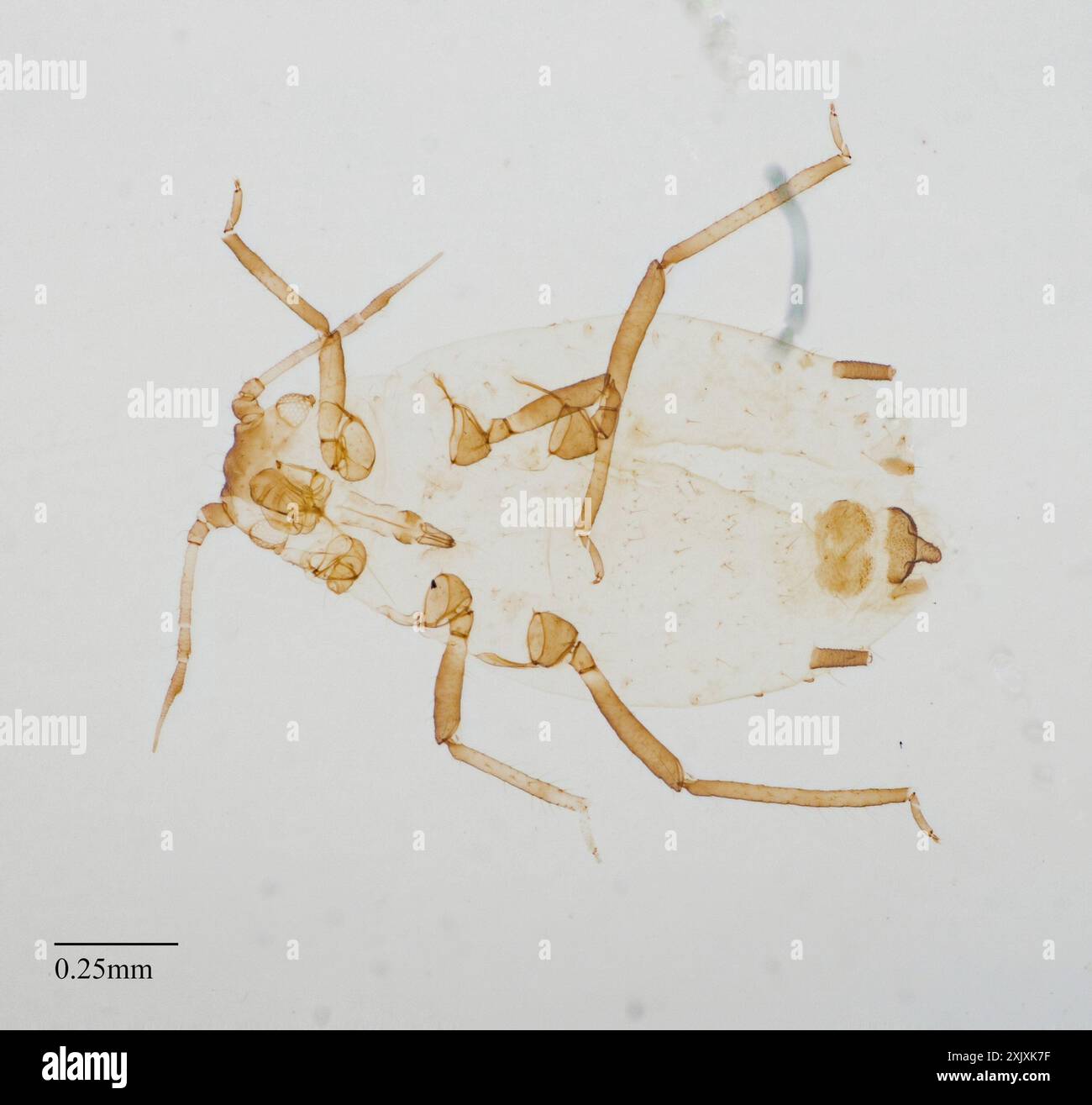 Corn Leaf Aphid (Rhopalosiphum maidis) Insecta Stock Photo - Alamy