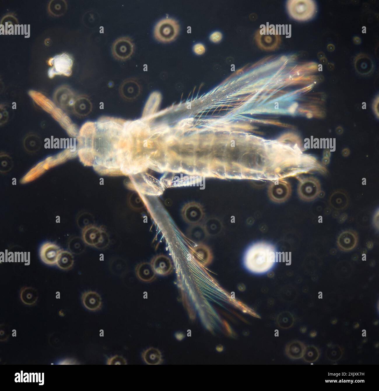 scirtothrips-hi-res-stock-photography-and-images-alamy