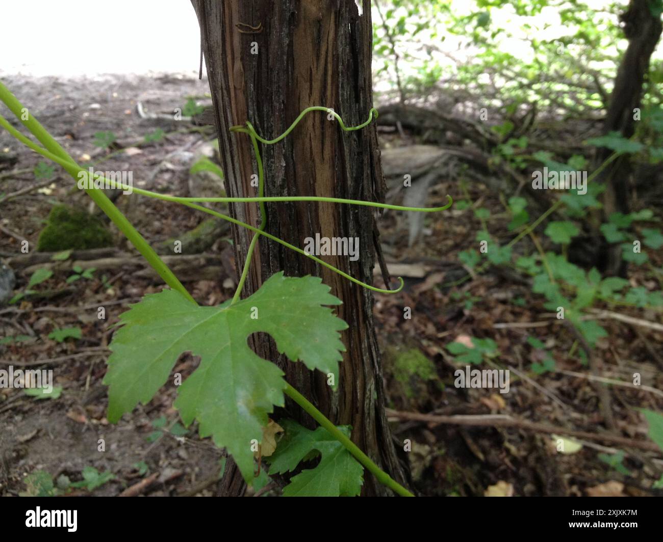 European wild grape (Vitis vinifera sylvestris) Plantae Stock Photo - Alamy
