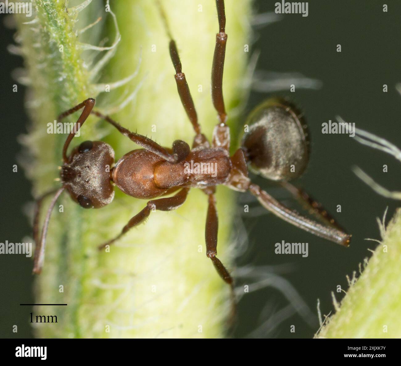 Wood, Mound, and Field Ants (Formica) Insecta Stock Photo - Alamy