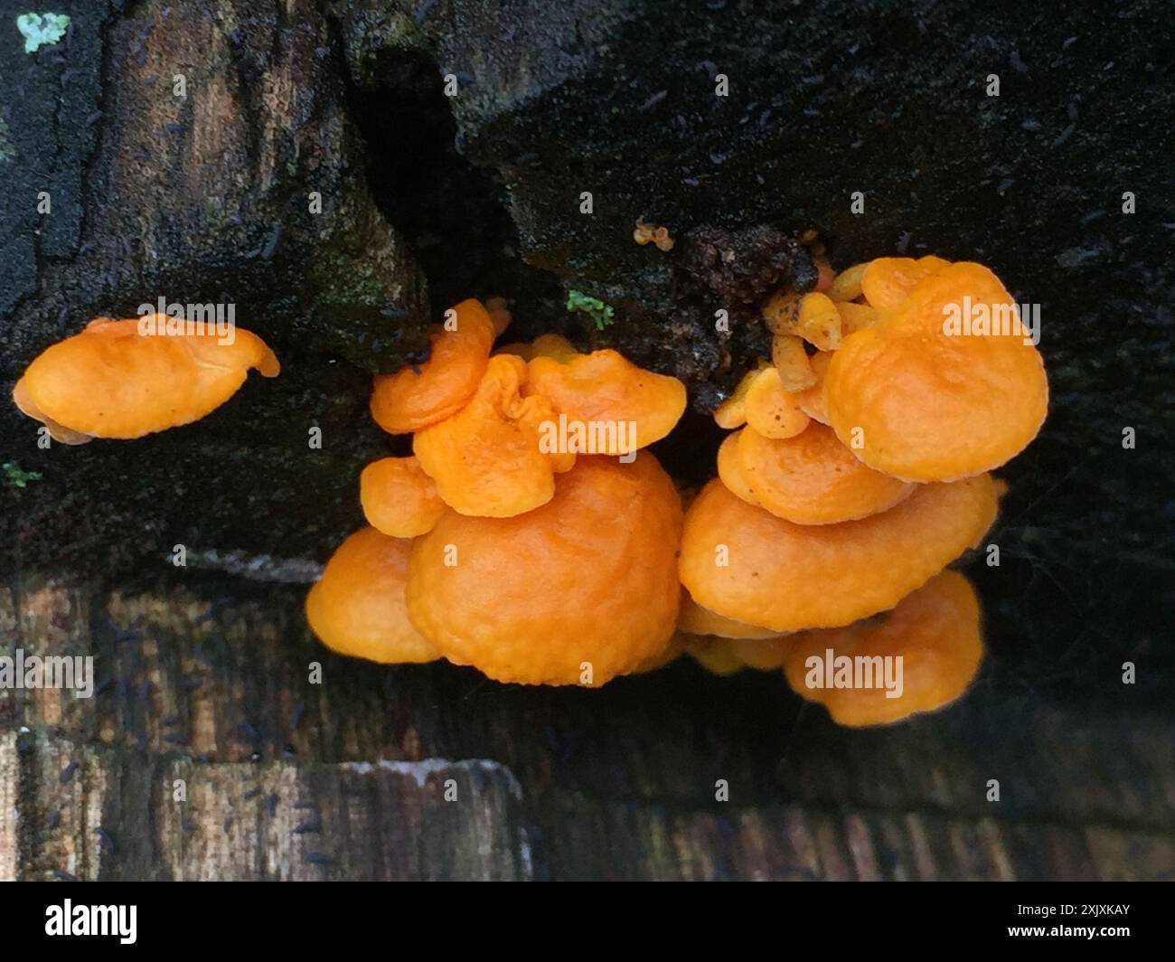 Favolaschia claudopus hi-res stock photography and images - Alamy