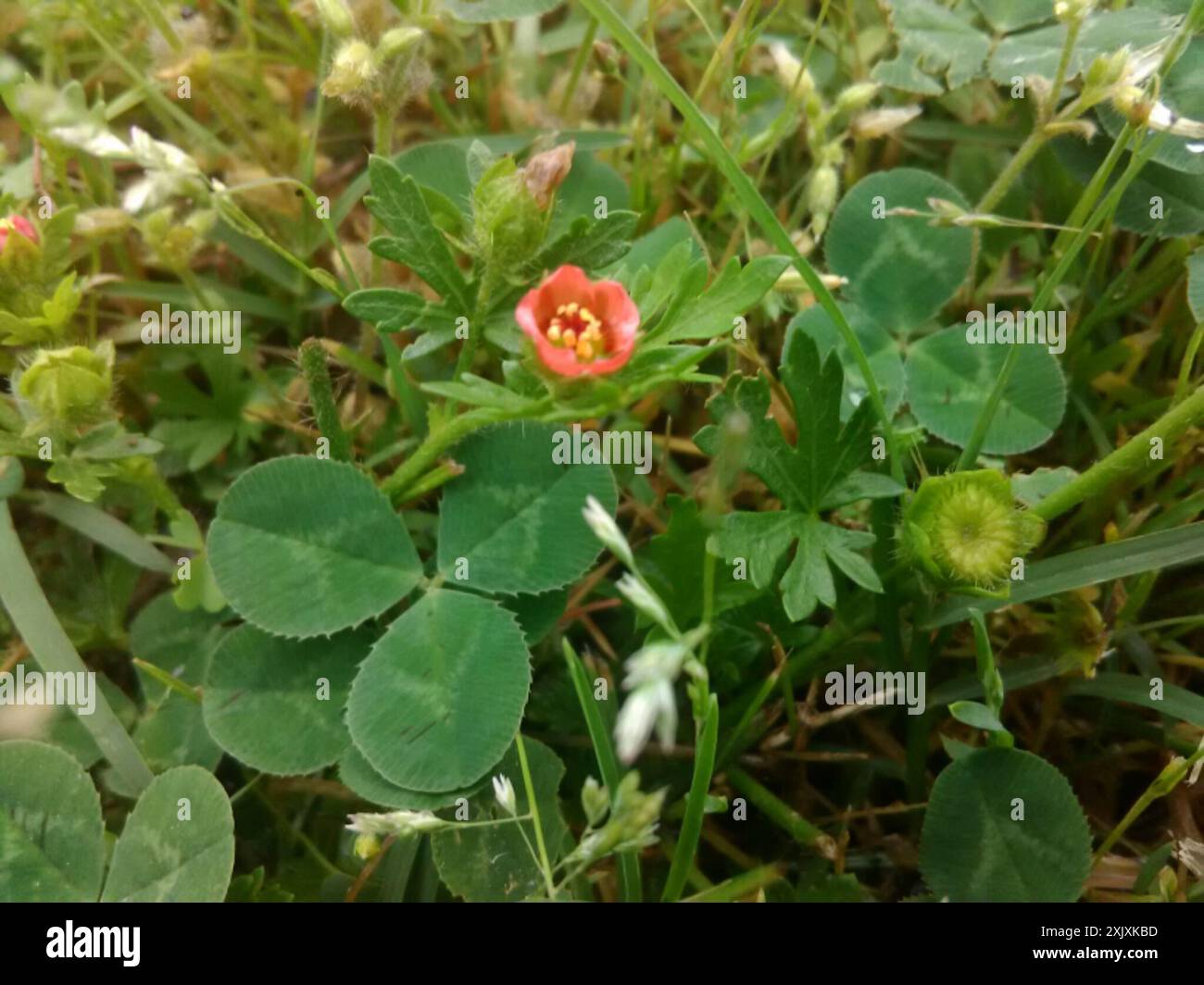 Carolina Bristlemallow (Modiola caroliniana) Plantae Stock Photo - Alamy