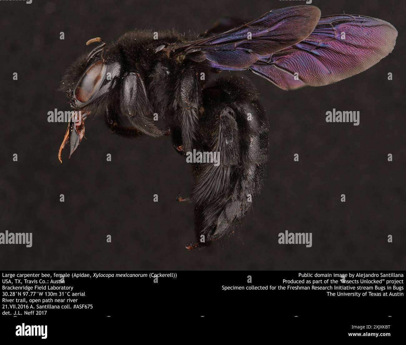 Large Carpenter Bees (Xylocopa) Insecta Stock Photo - Alamy