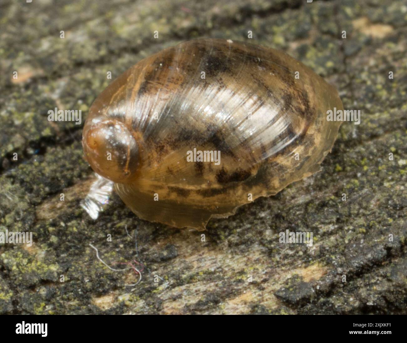 Amber Snails (Succineidae) Mollusca Stock Photo - Alamy