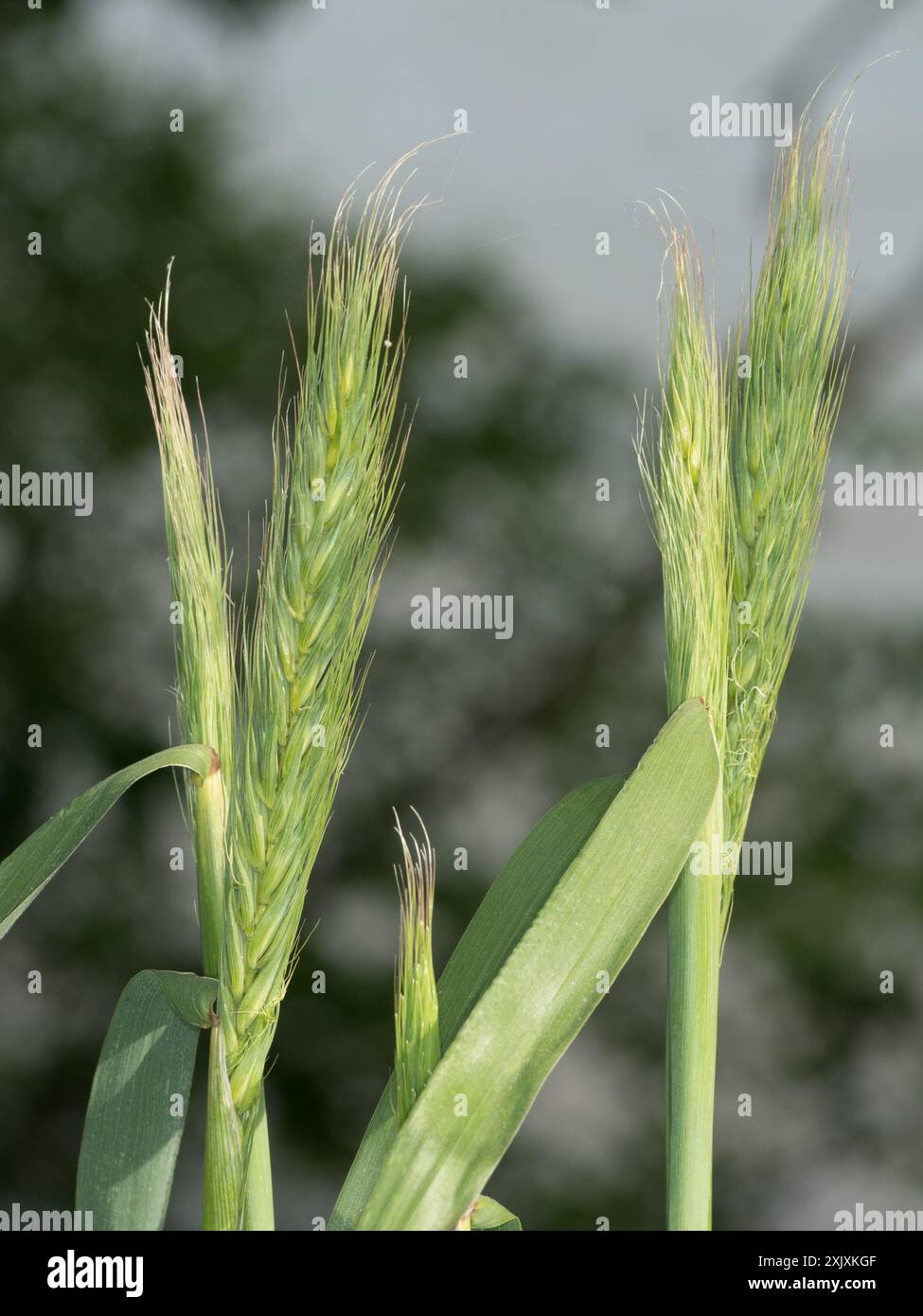 grasses (Poaceae) Plantae Stock Photo - Alamy