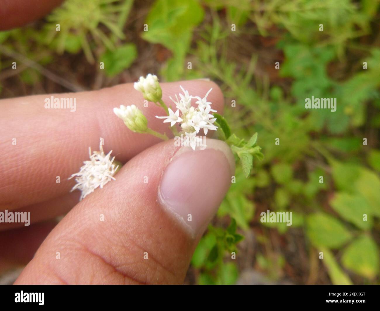 smaller white snakeroot (Ageratina aromatica) Plantae Stock Photo - Alamy