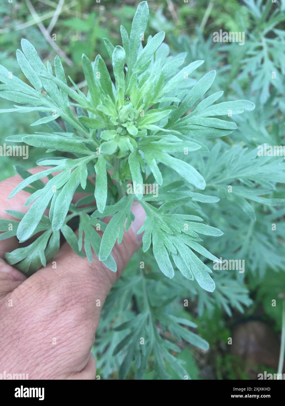 absinthe wormwood (Artemisia absinthium) Plantae Stock Photo - Alamy