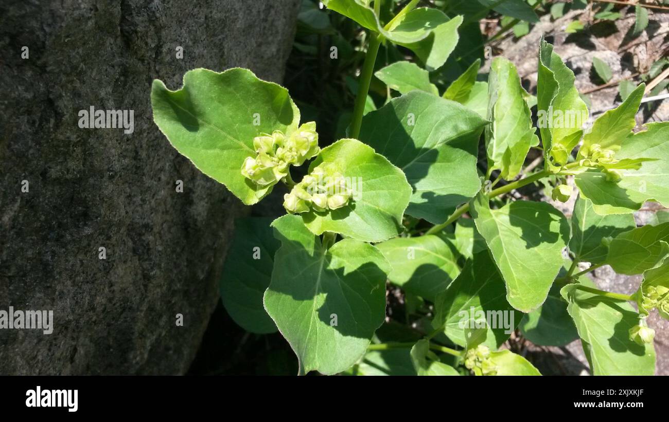 Wild Four o'Clock (Mirabilis nyctaginea) Plantae Stock Photo - Alamy