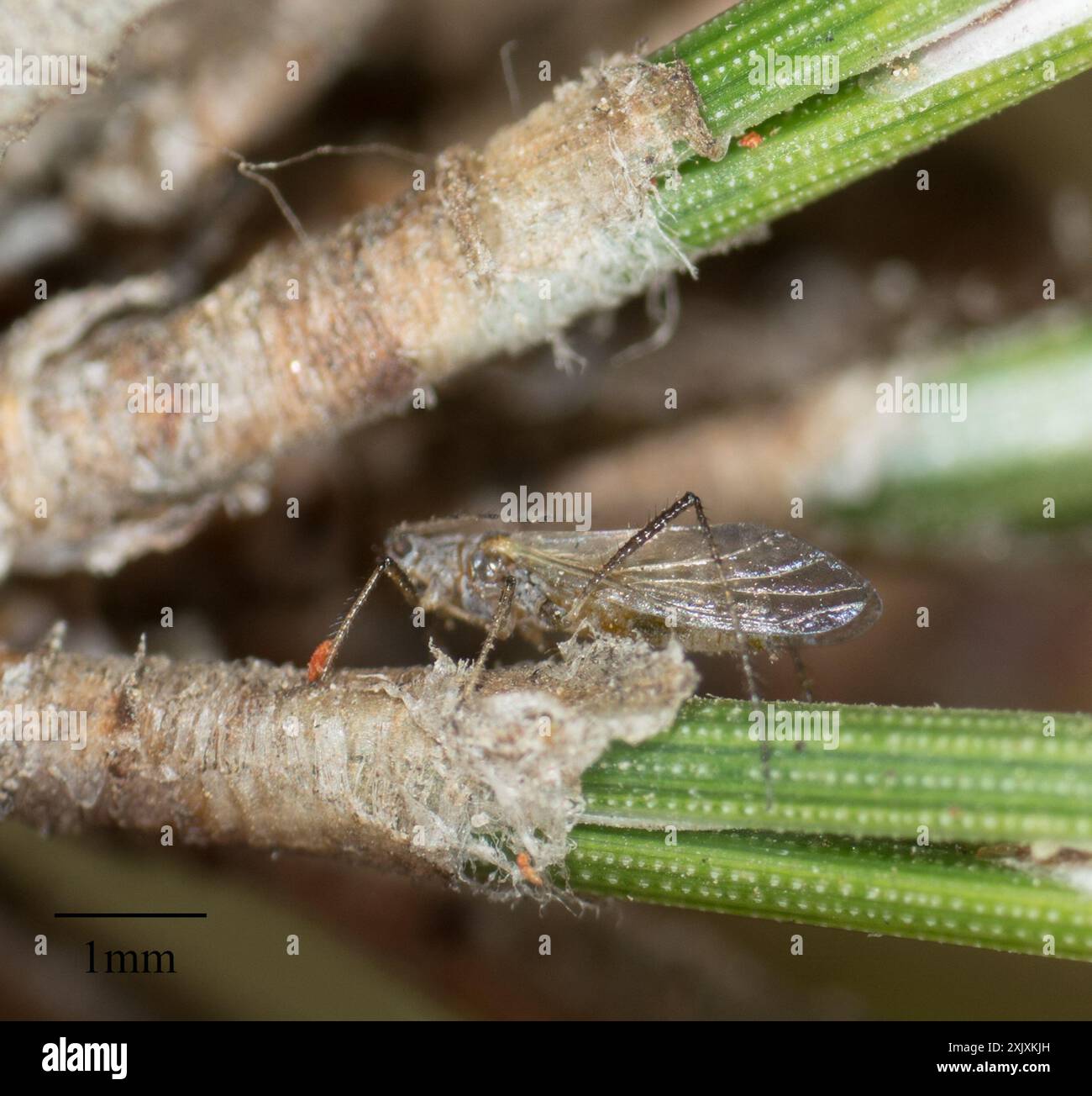 Pine Needle Aphids (Eulachnus) Insecta Stock Photo - Alamy
