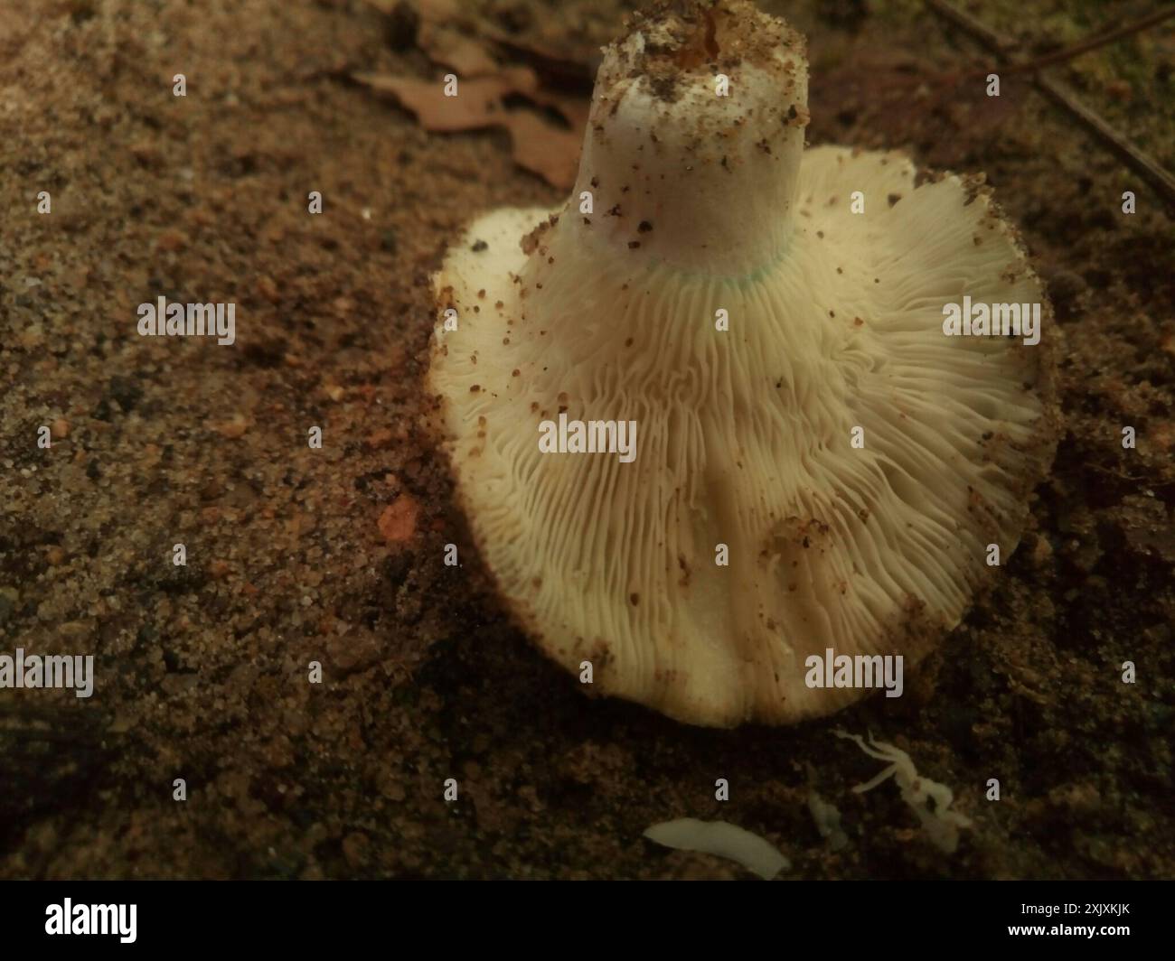 Russula brevipes hi-res stock photography and images - Alamy
