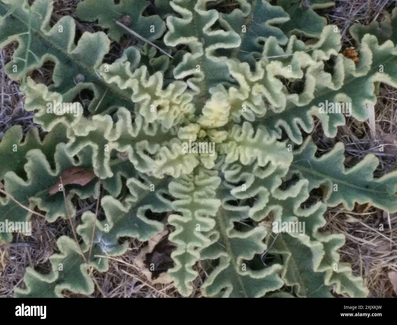 wavyleaf mullein (Verbascum sinuatum) Plantae Stock Photo - Alamy