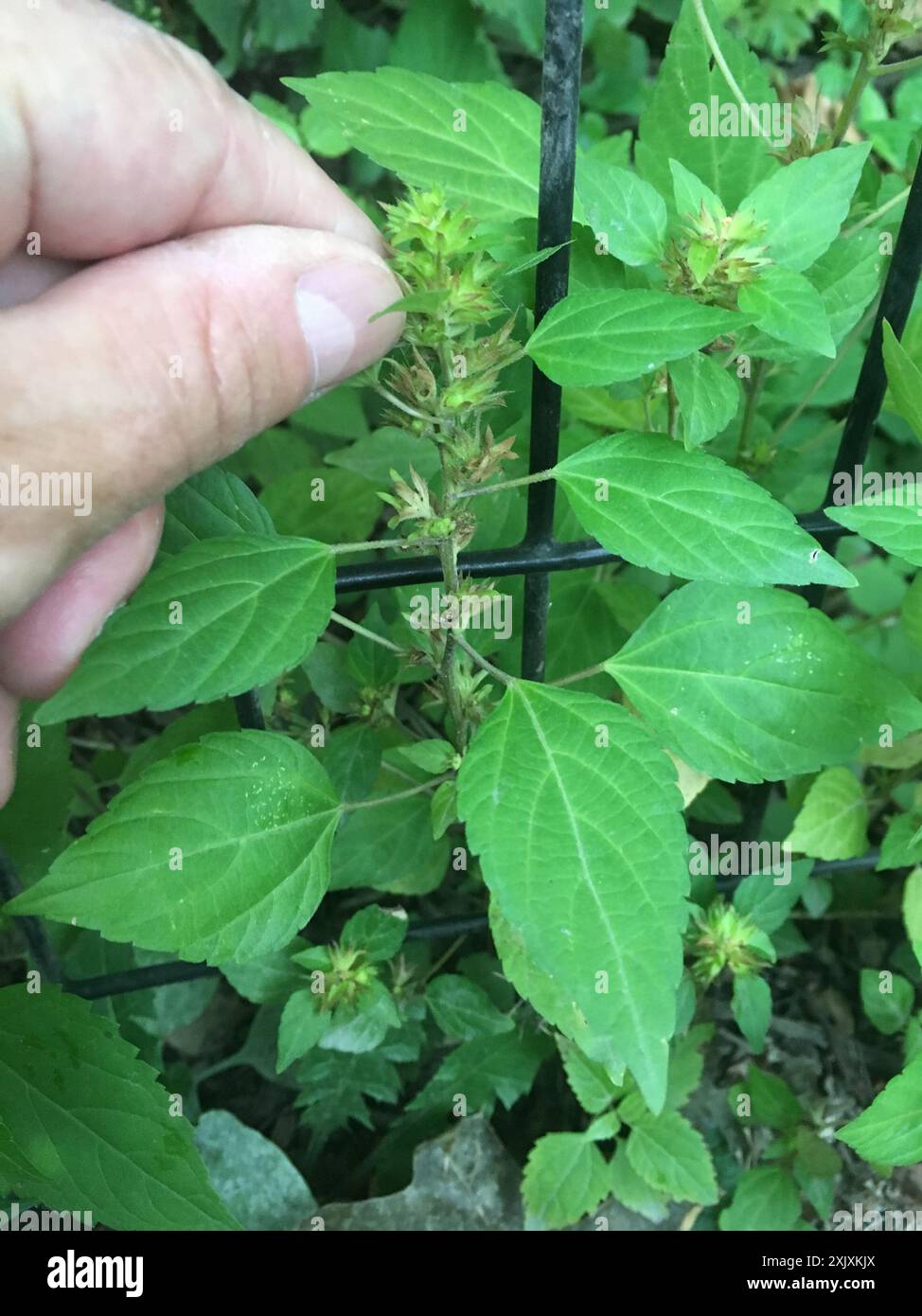common copperleaf (Acalypha rhomboidea) Plantae Stock Photo - Alamy