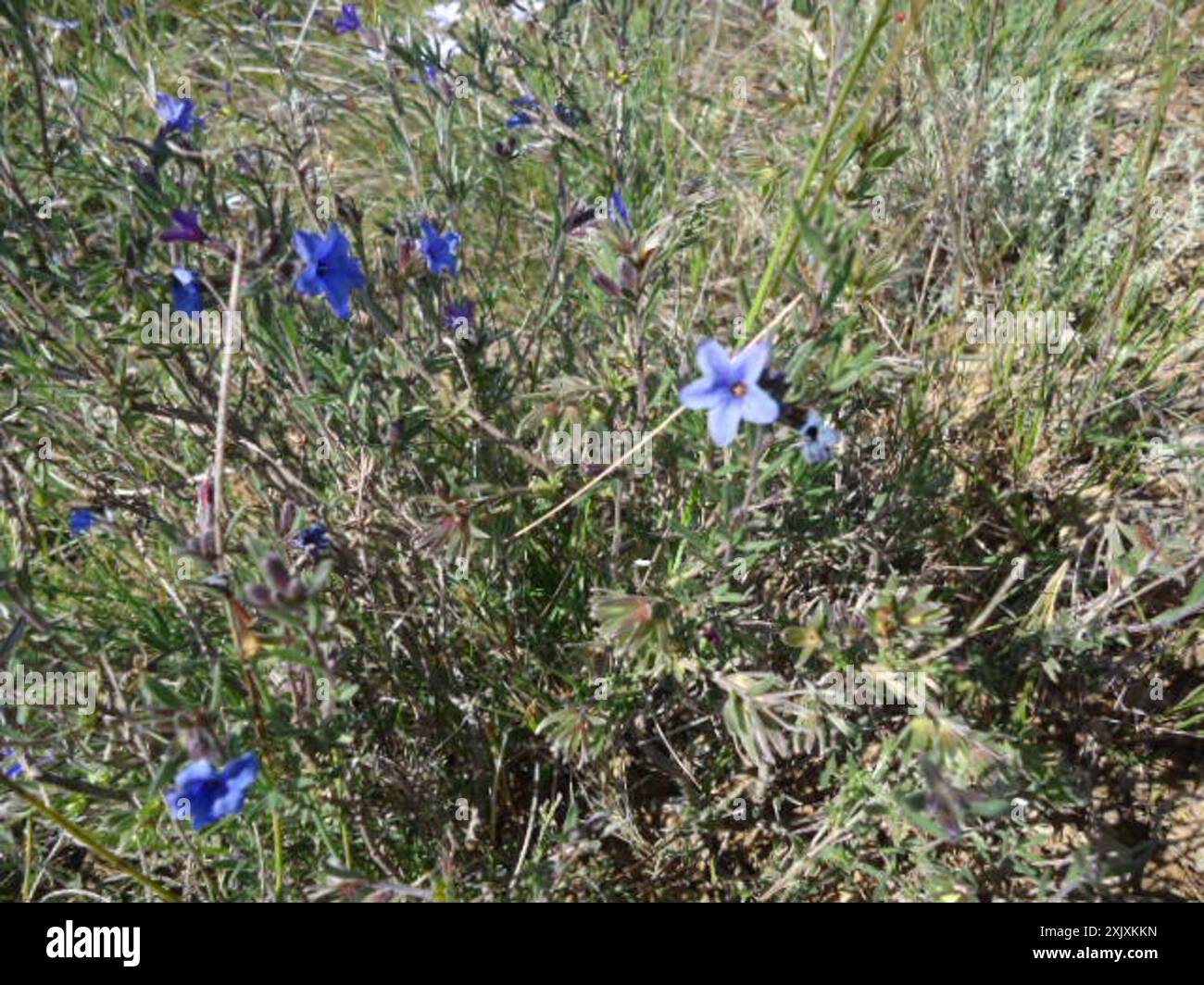 shrubby gromwell (Lithodora fruticosa) Plantae Stock Photo - Alamy