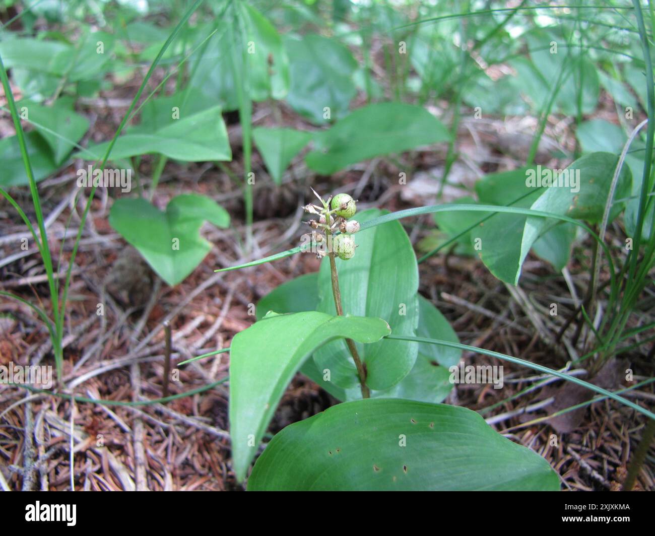 Canada mayflower (Maianthemum canadense) Plantae Stock Photo - Alamy