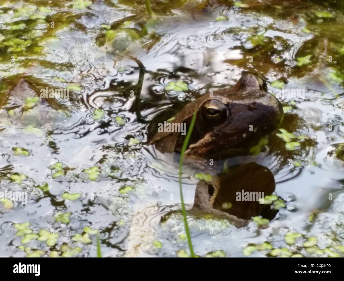 Italian Agile Frog (Rana latastei) Amphibia Stock Photo - Alamy