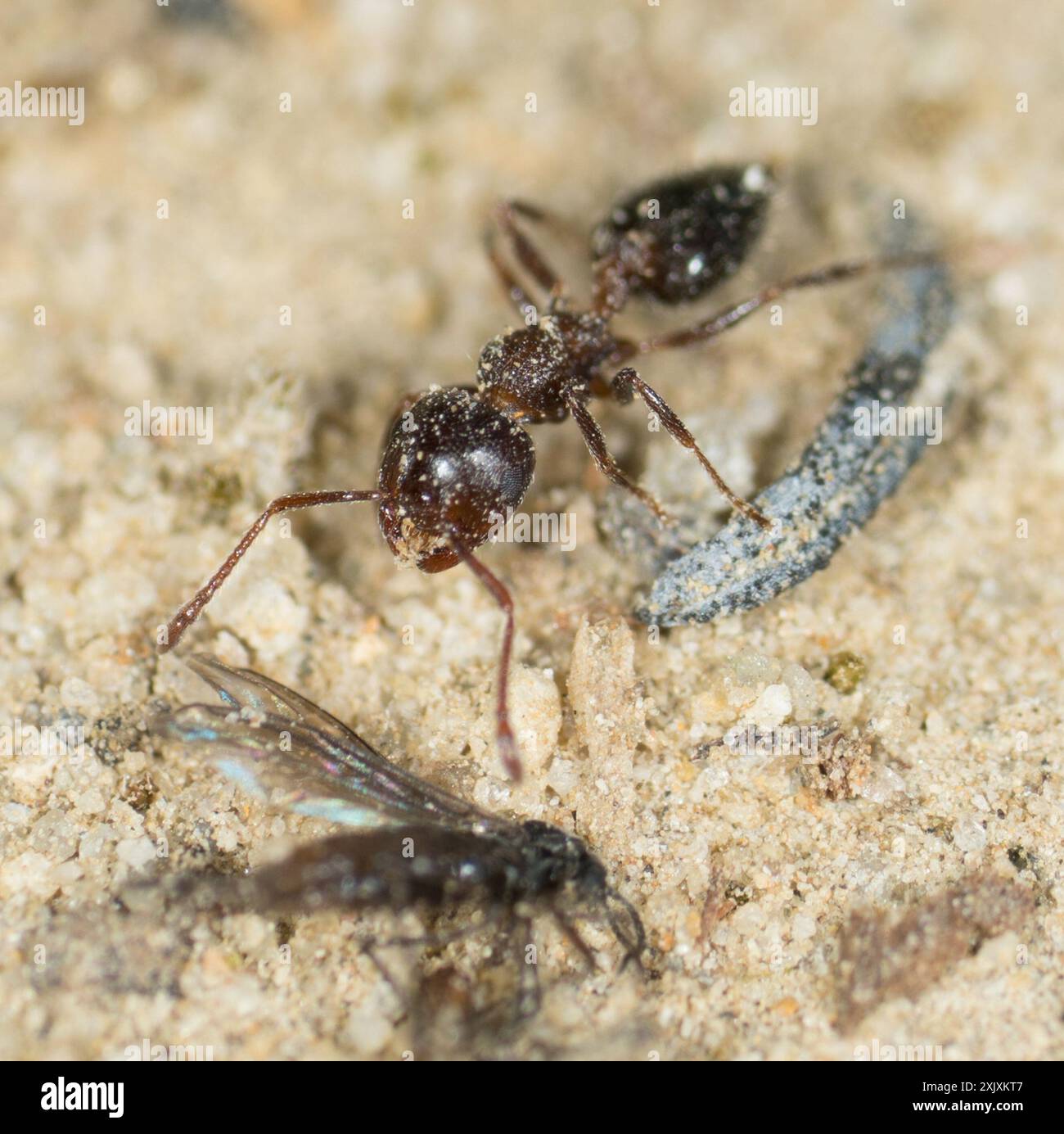 Acrobat Ants and Cocktail Ants (Crematogaster) Insecta Stock Photo - Alamy