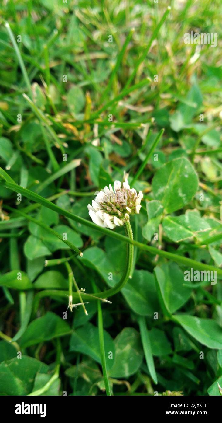white clover (Trifolium repens) Plantae Stock Photo - Alamy