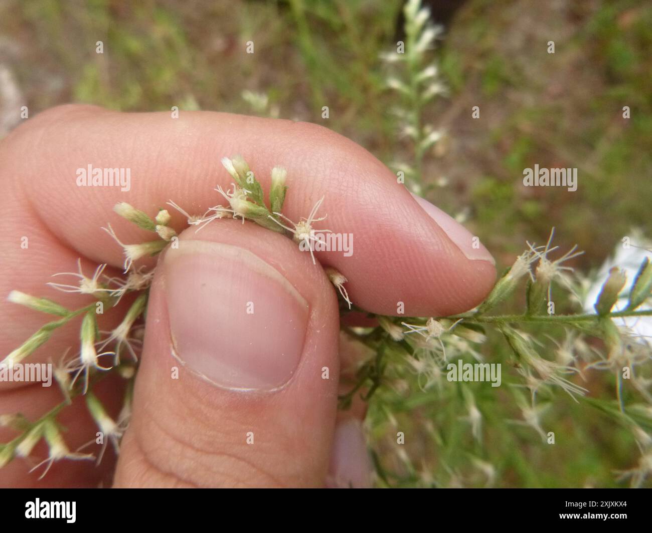 Coastal Dog Fennel (Eupatorium compositifolium) Plantae Stock Photo - Alamy