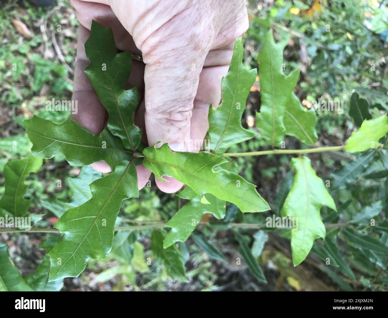 Darlington Oak (Quercus hemisphaerica) Plantae Stock Photo - Alamy