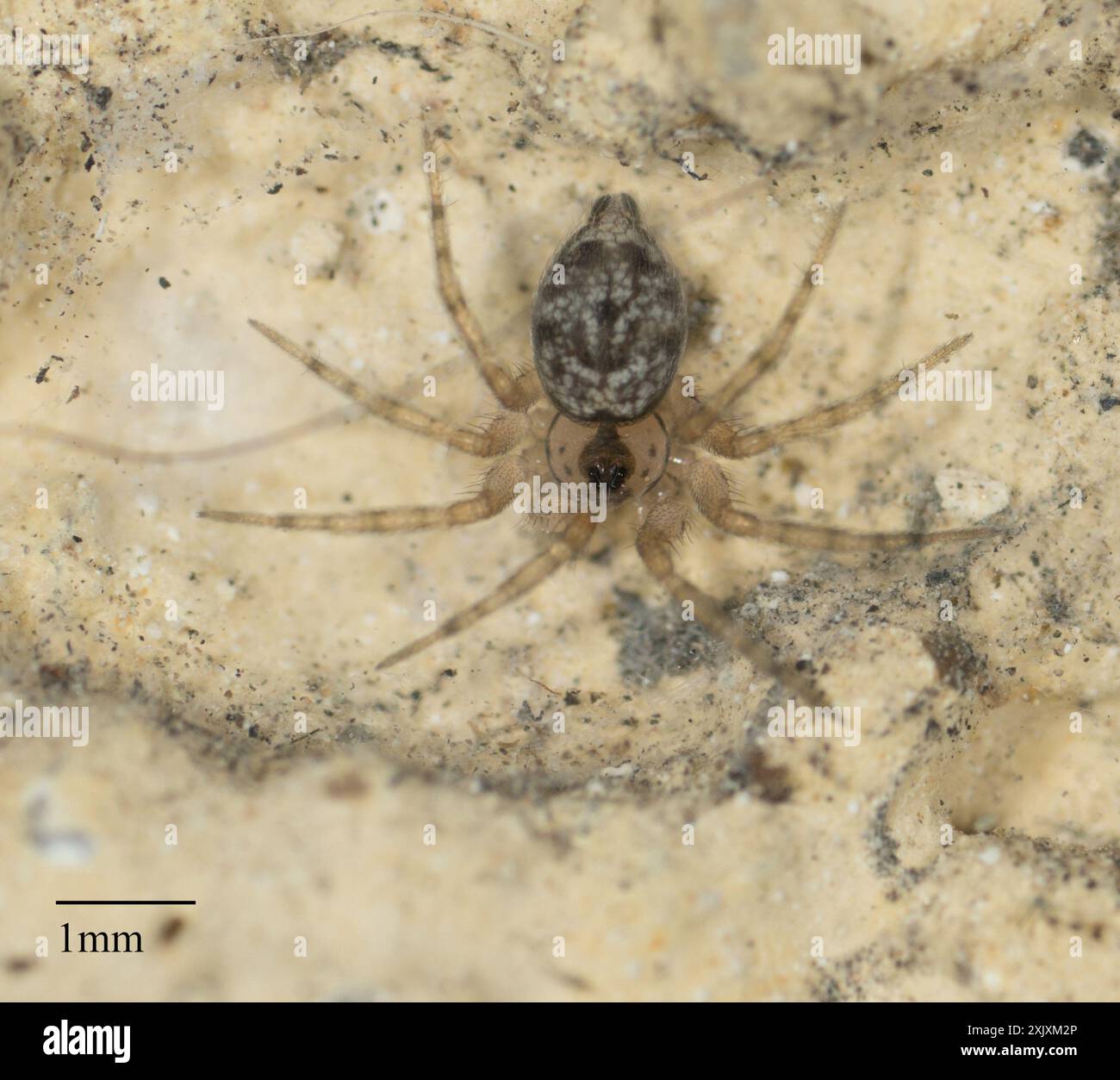 Oecobius navus hi-res stock photography and images - Alamy