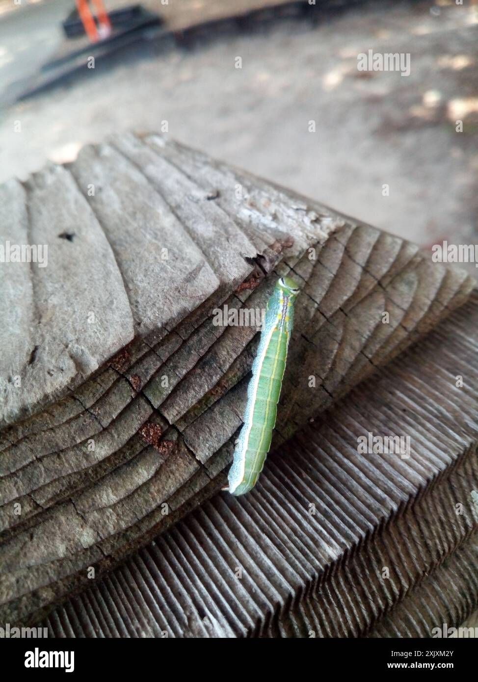 Variable Oakleaf Caterpillar Moth (Lochmaeus manteo) Insecta Stock ...