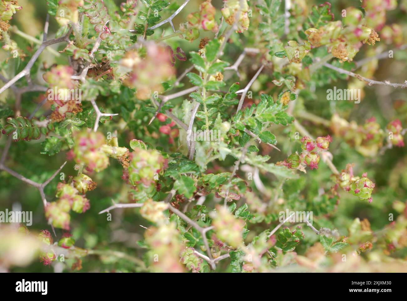 Spiny Burnet (Sarcopoterium spinosum) Plantae Stock Photo - Alamy