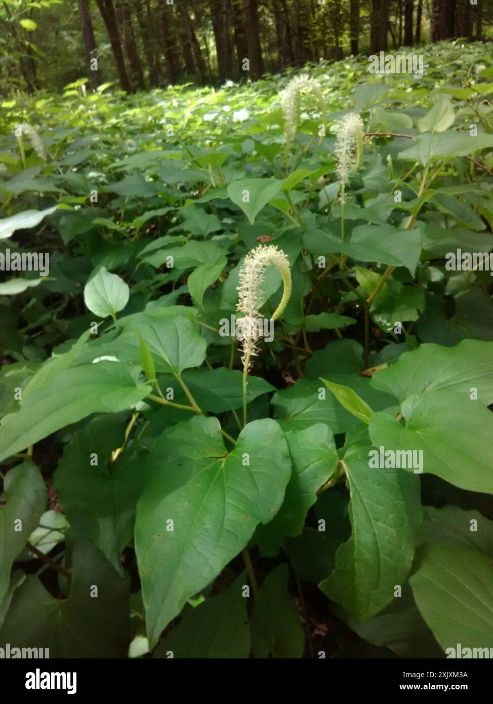 lizard's tail (Saururus cernuus) Plantae Stock Photo - Alamy