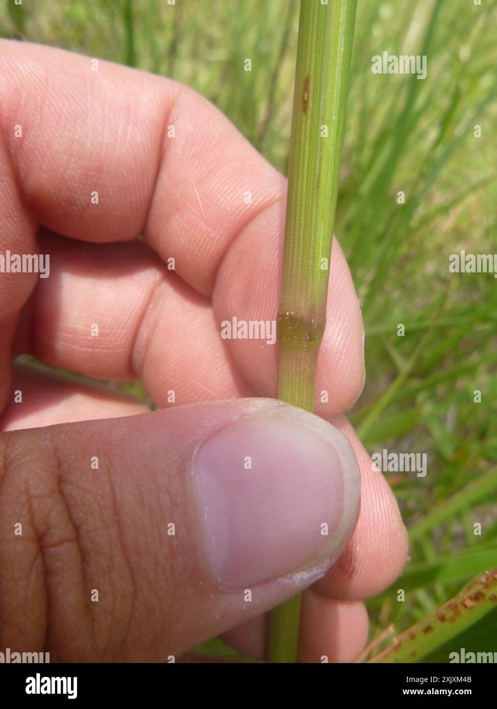 Florida paspalum (Paspalum floridanum) Plantae Stock Photo - Alamy