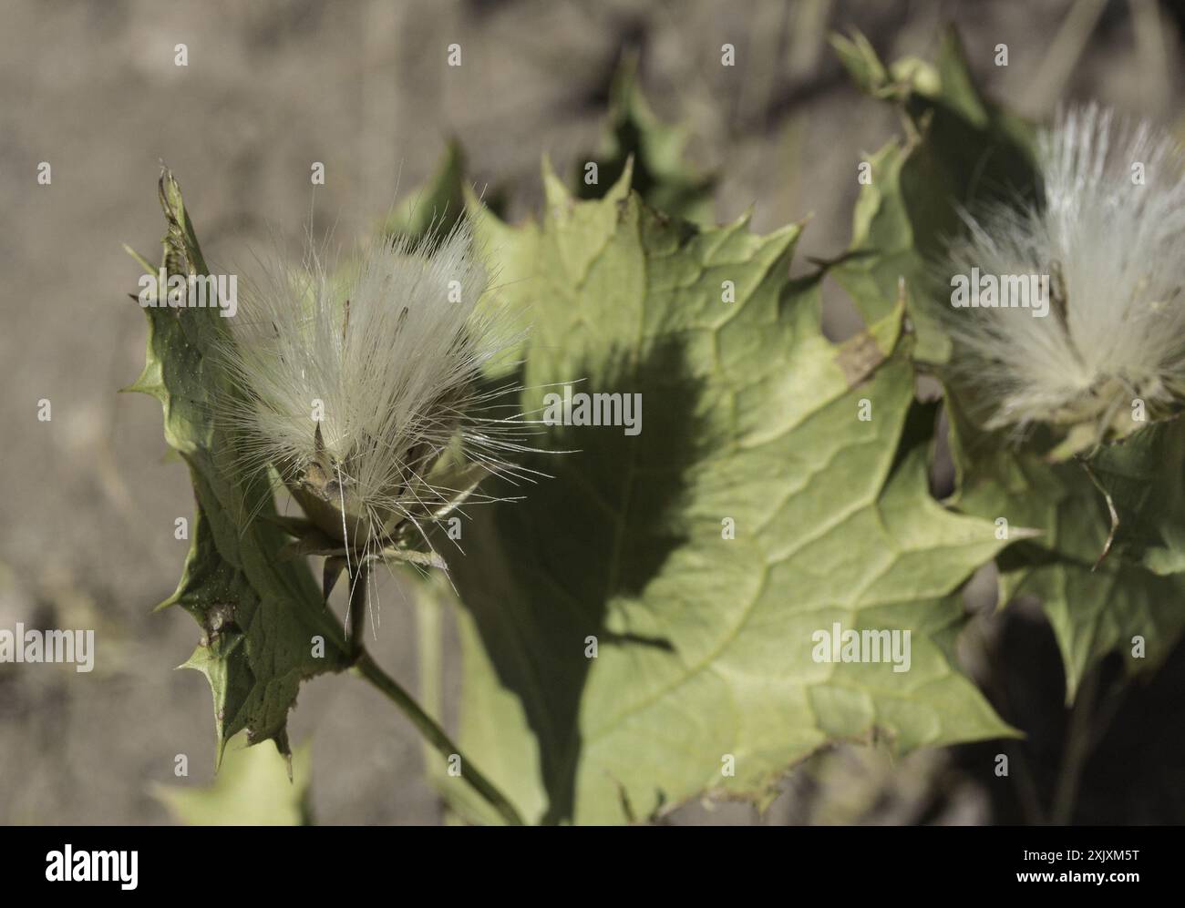 dwarf desert peony (Acourtia nana) Plantae Stock Photo - Alamy