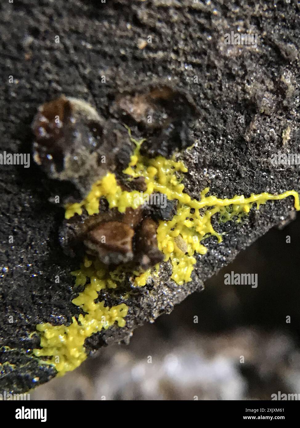 slime molds (Mycetozoa) Protozoa Stock Photo - Alamy